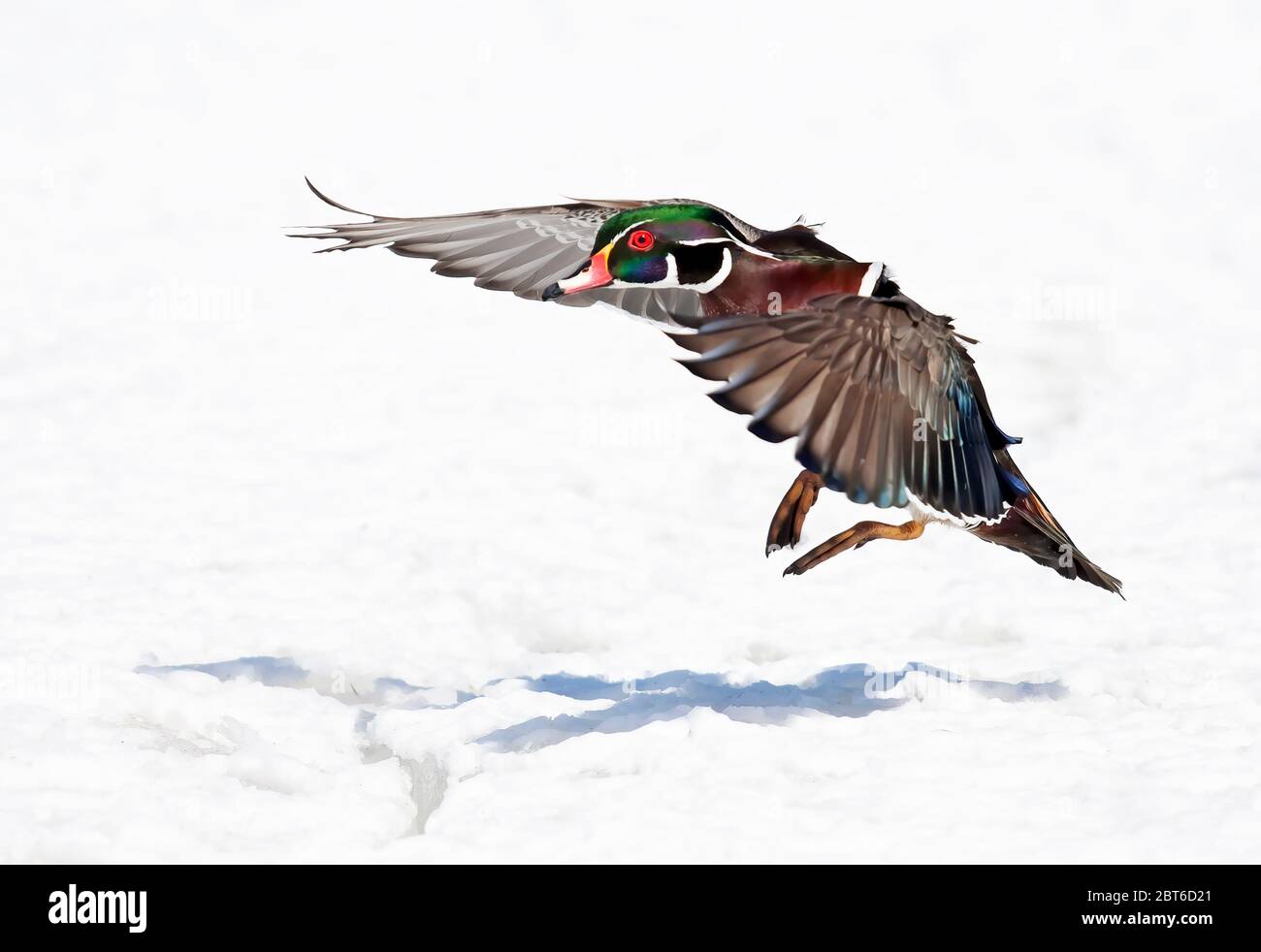 Wood duck male (Aix sponsa) with colourful wings taking flight over the ...