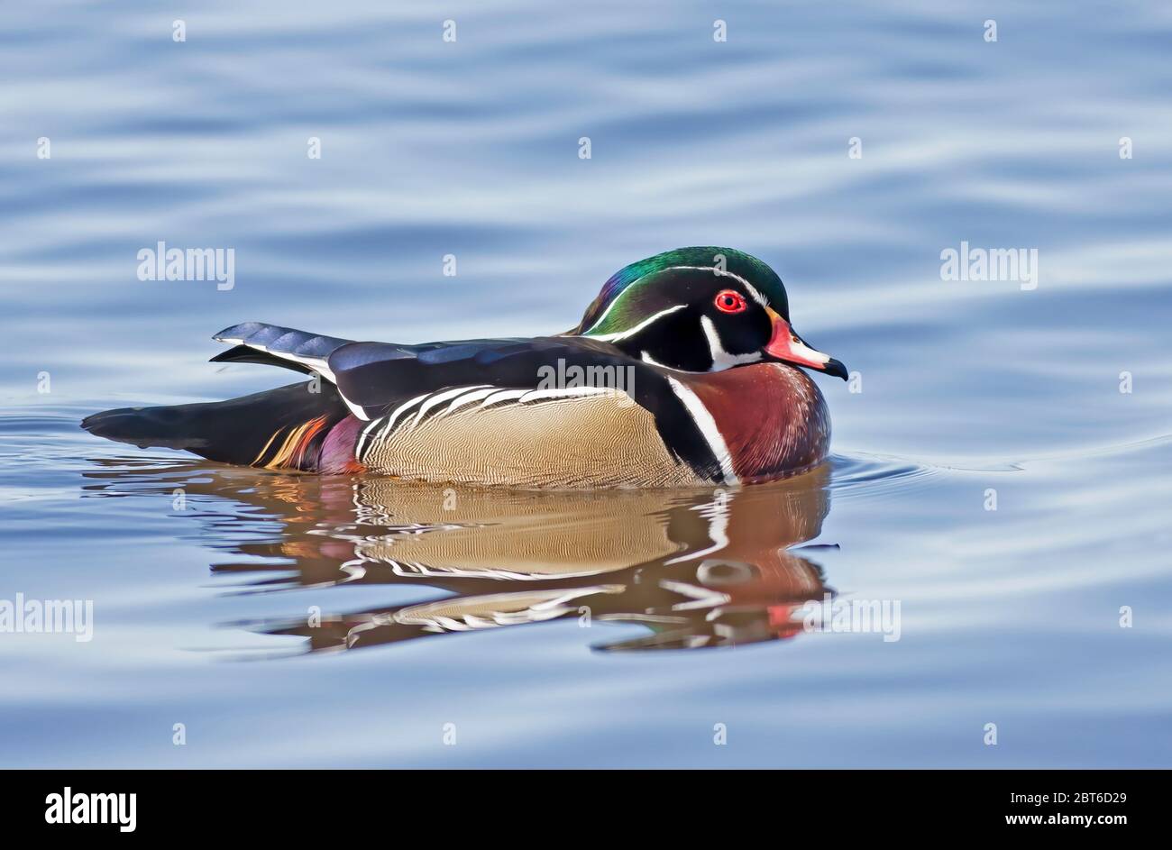 Wood duck male Aix sponsa swimming on Ottawa river in Canada Stock ...