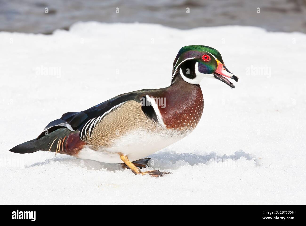 Wood duck winter plumage hi-res stock photography and images - Alamy