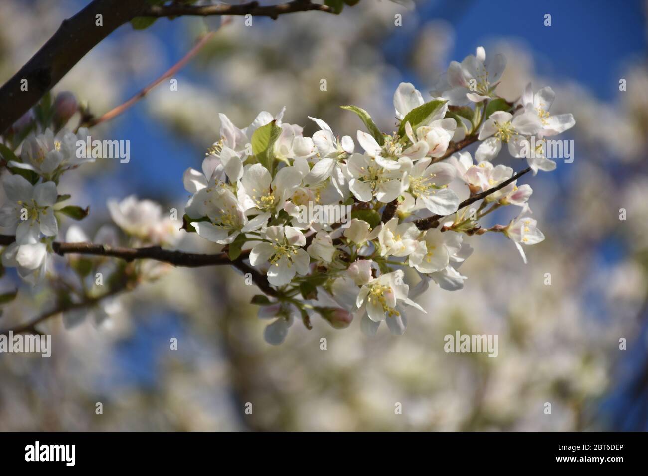 Very pretty white cherry tree blooming in the spring Stock Photo - Alamy