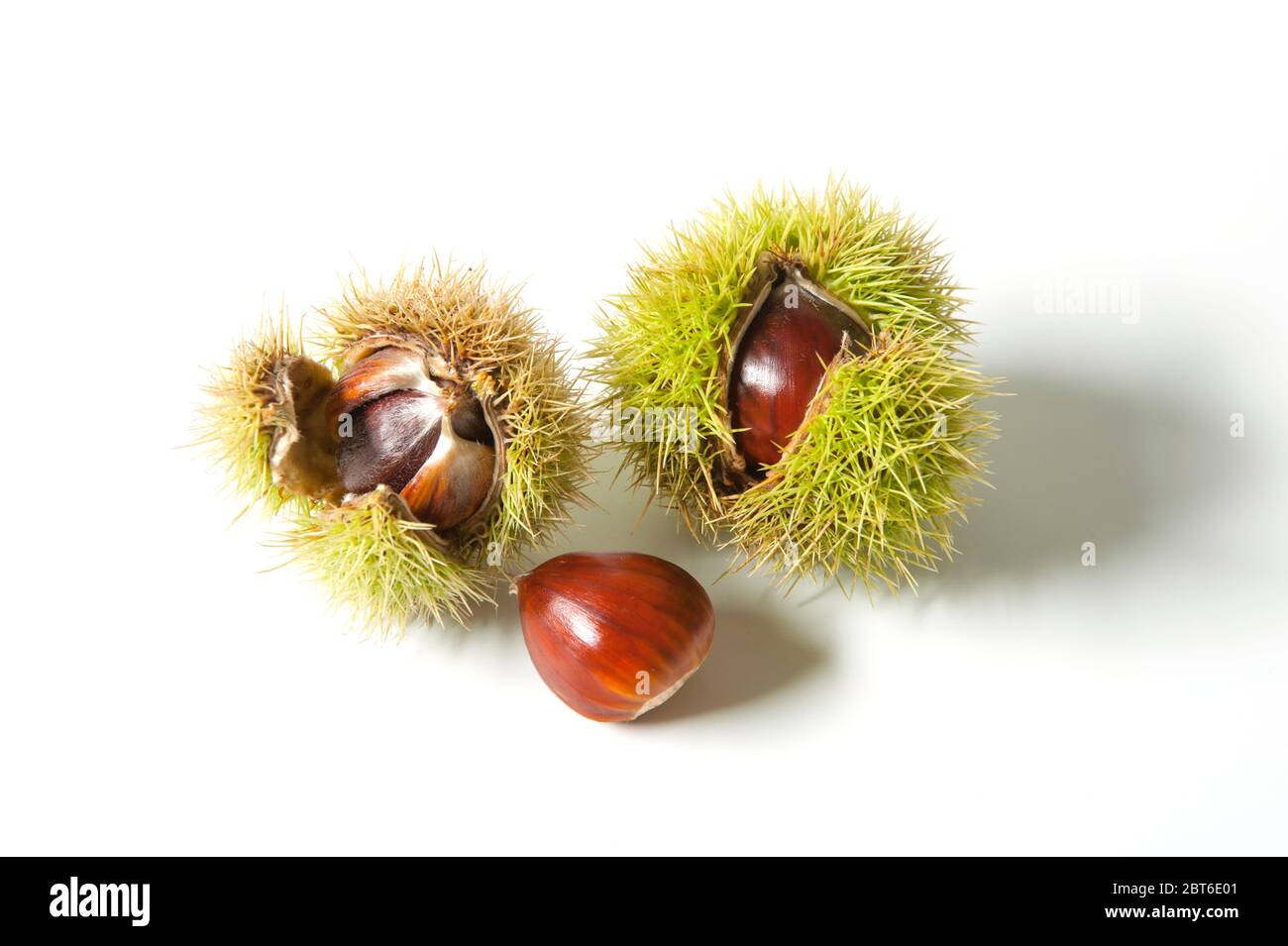 Sweet chesnut seeds hi-res stock photography and images - Alamy