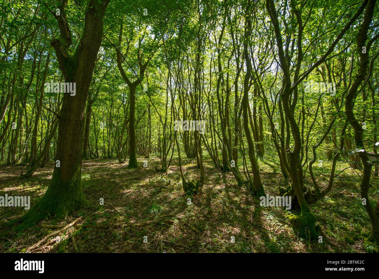 Tree canopy in deciduous sunlit woodland, Surrey, England Stock Photo ...