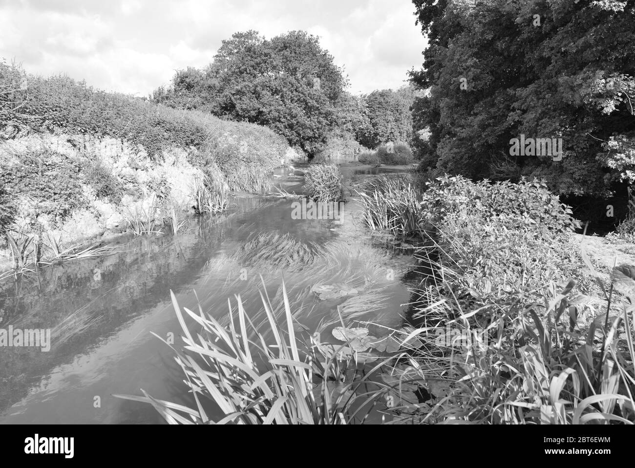 River mole Black and White Stock Photos & Images - Alamy