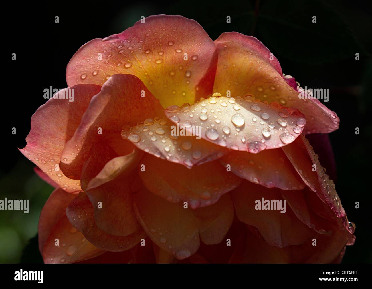 A close up of raindrops on a shades of pink color rose in a garden in ...