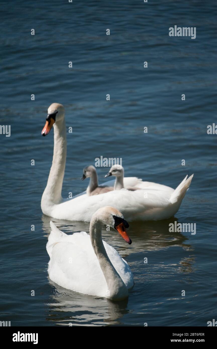 Hitching A Lift High Resolution Stock Photography and Images - Alamy
