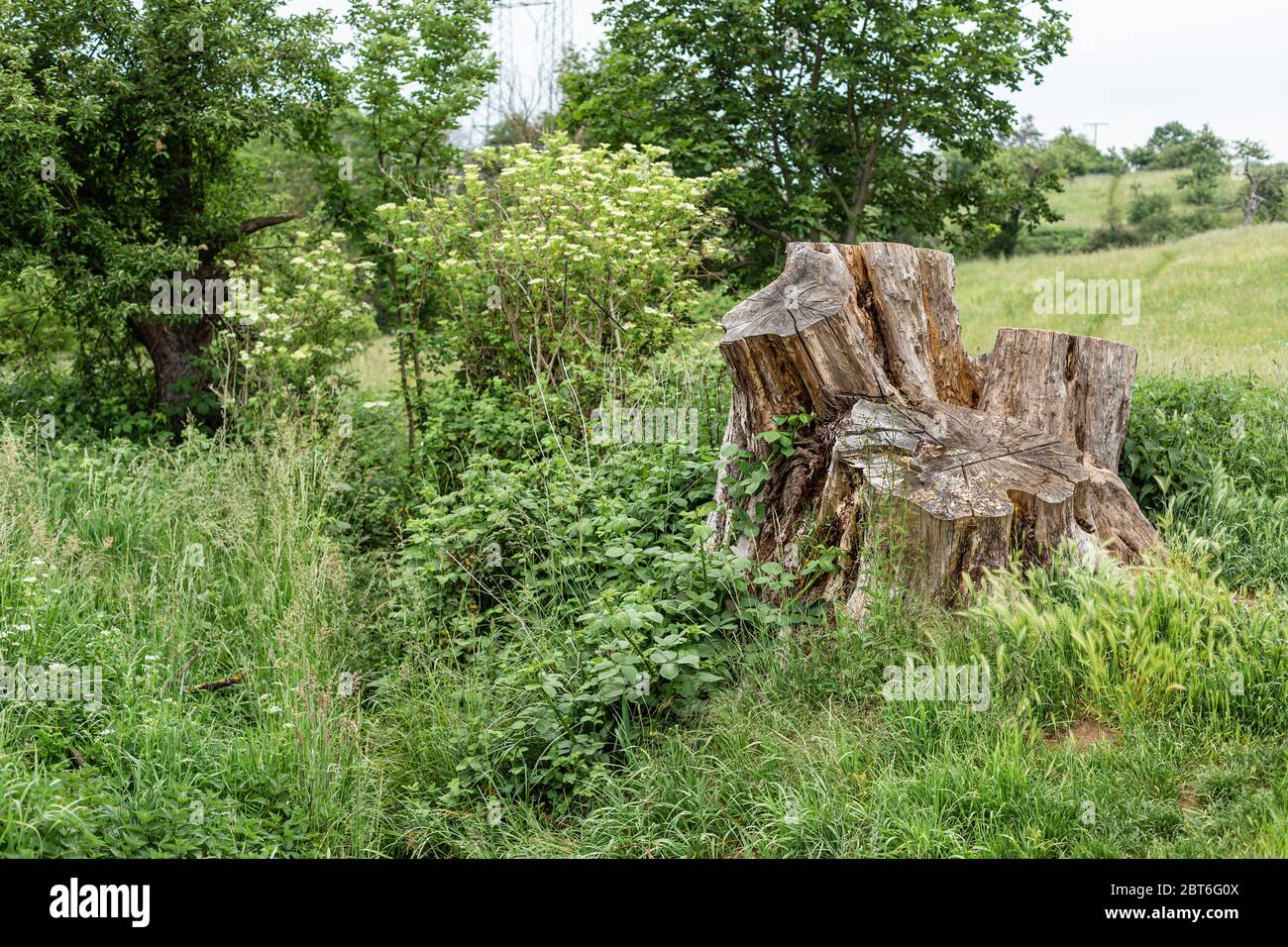 Big tree stump. Cleaning up the field. Rotten tree remains Stock Photo ...
