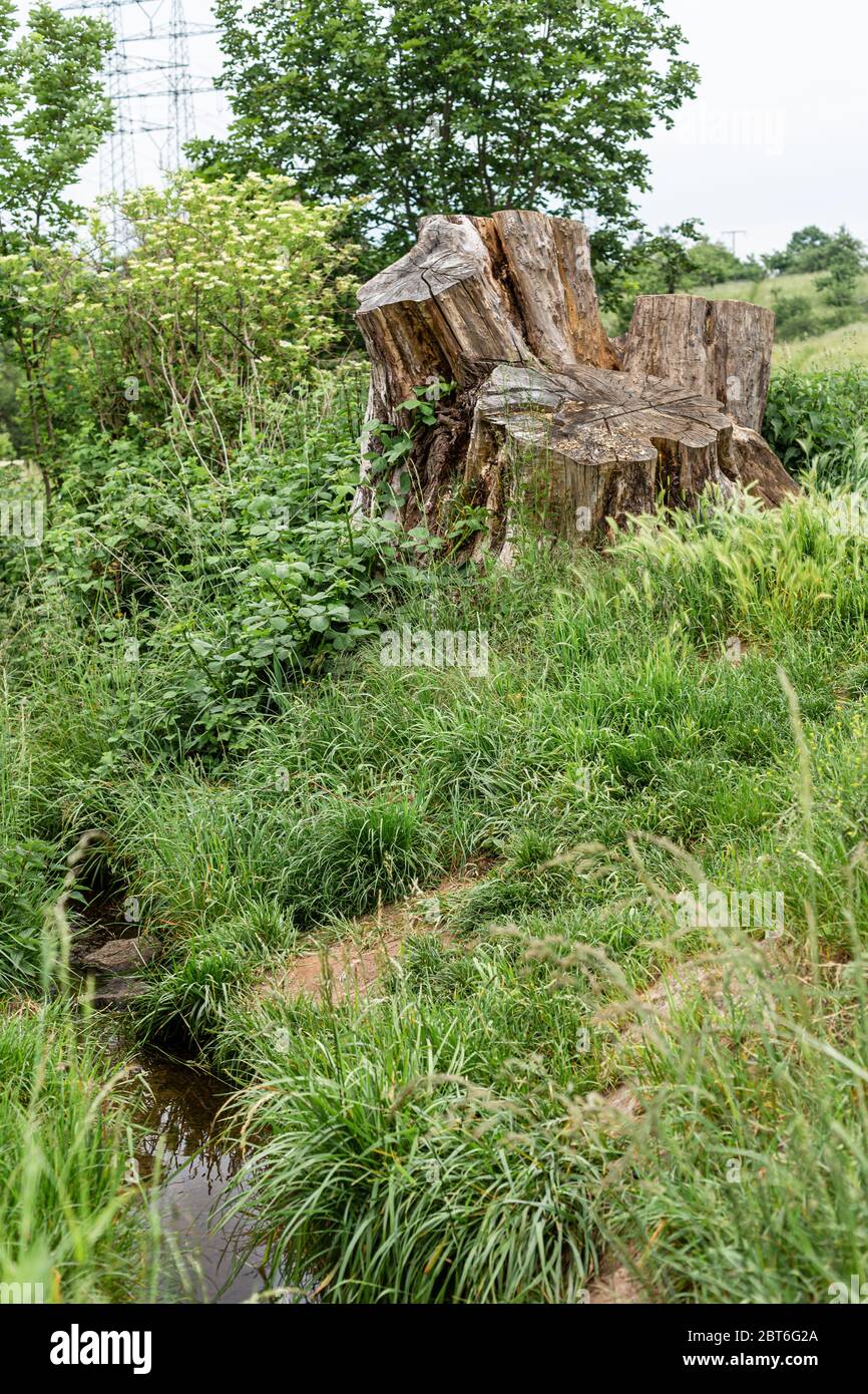 Big tree stump. Cleaning up the field. Rotten tree remains Stock Photo ...