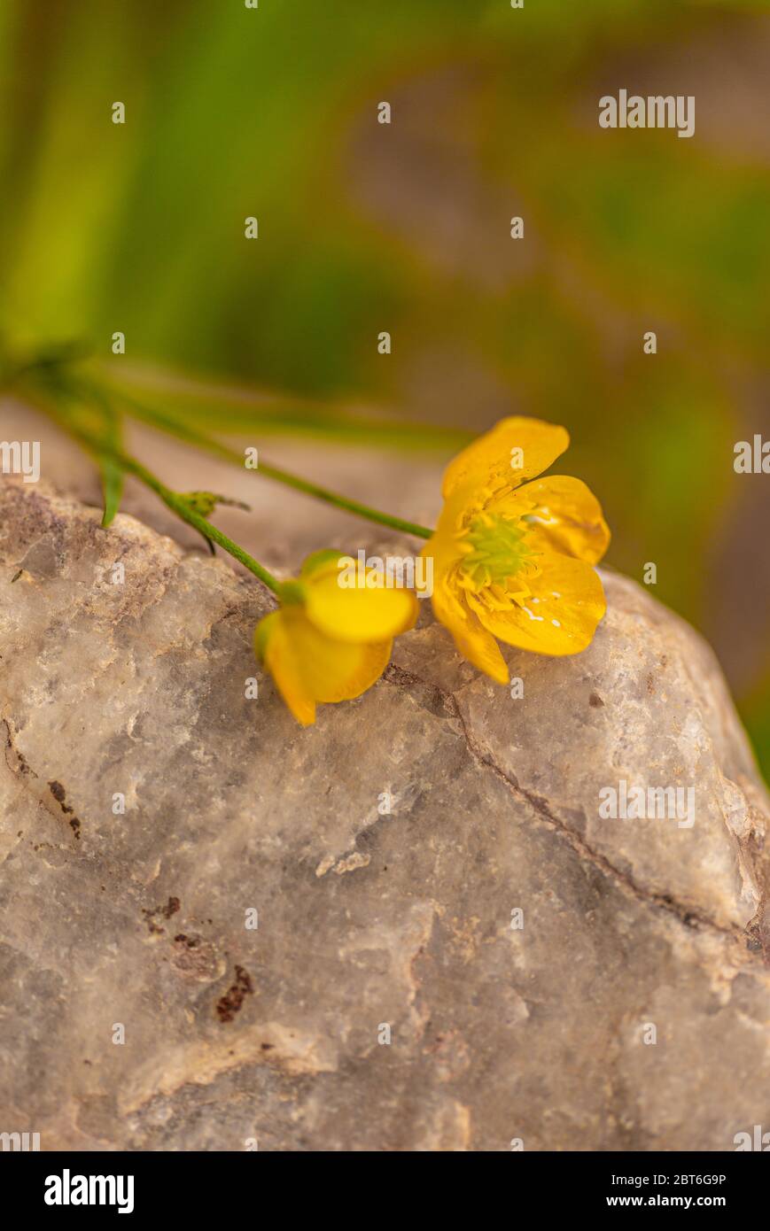 Yellow flowers on the stone. Wild vegetation. Yellow, small flowers ...