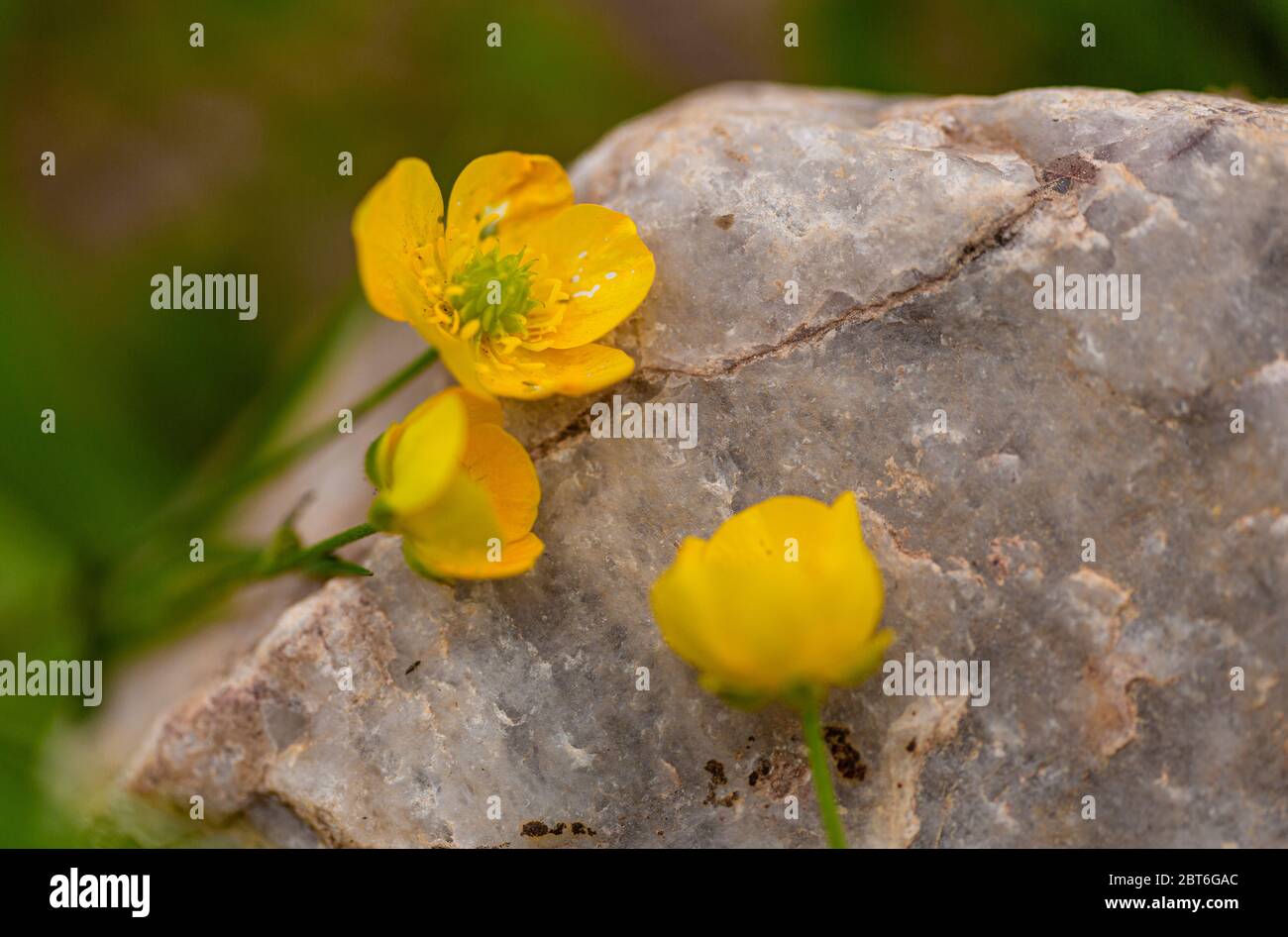 Yellow flowers on the stone. Wild vegetation. Yellow, small flowers ...