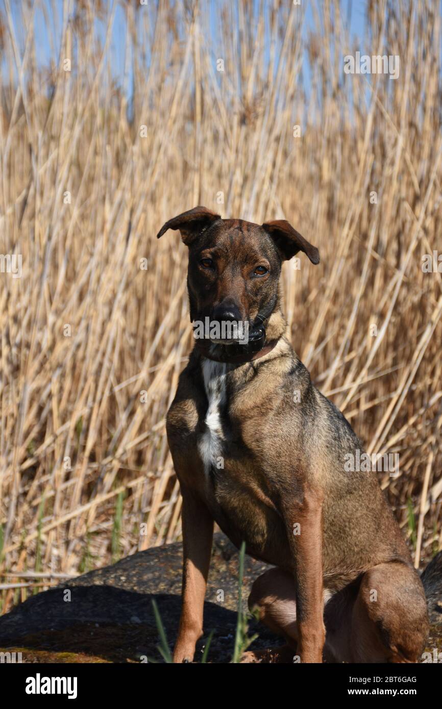 Aruba cunucu dog hi-res stock photography and images - Alamy