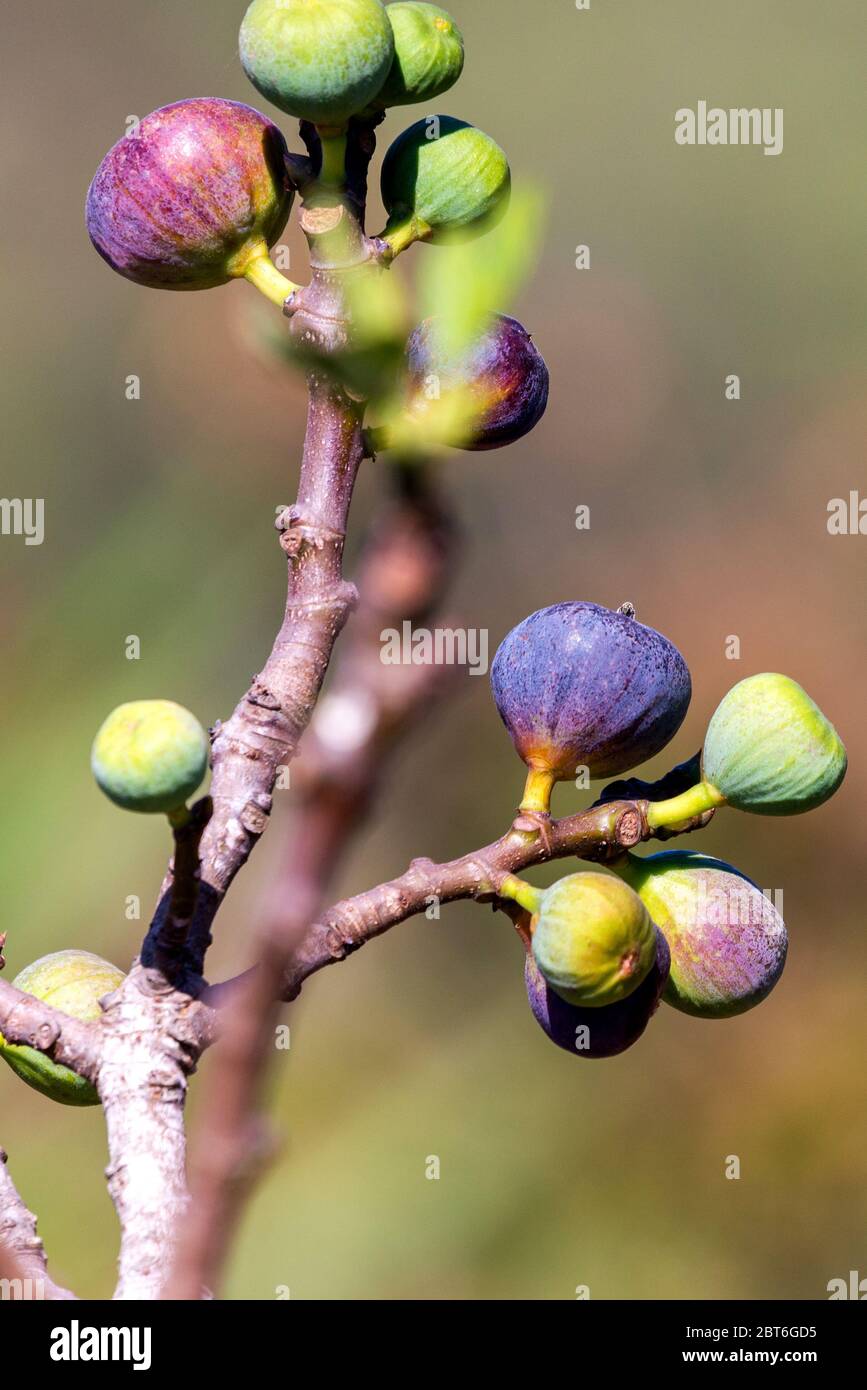 Figs on branch close hi-res stock photography and images - Alamy