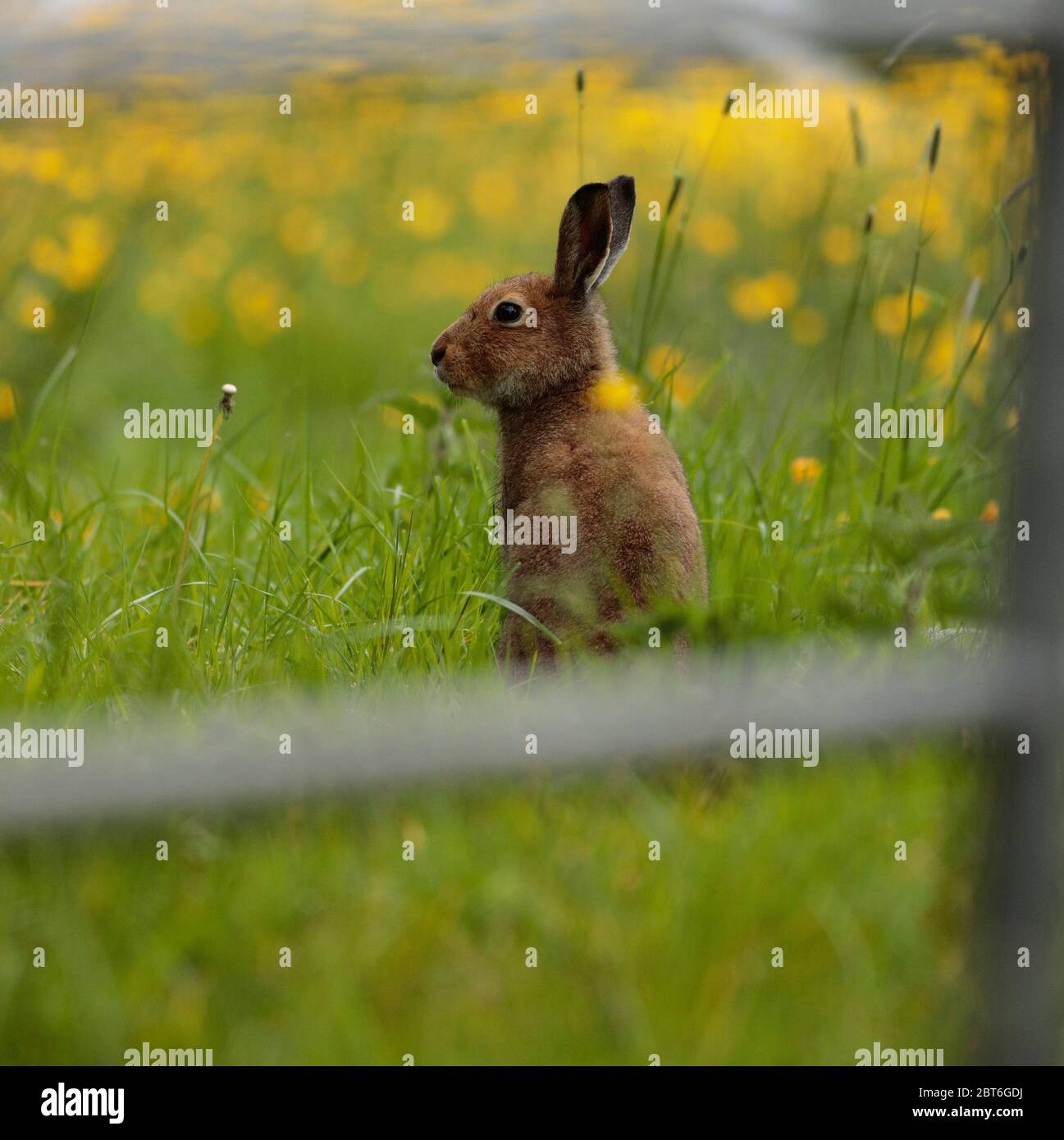 Photographing hares hi-res stock photography and images - Alamy