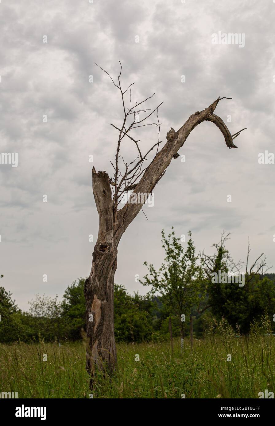 Lonely withered tree. Areas outside the city. Rotten wood. Destroyed ...