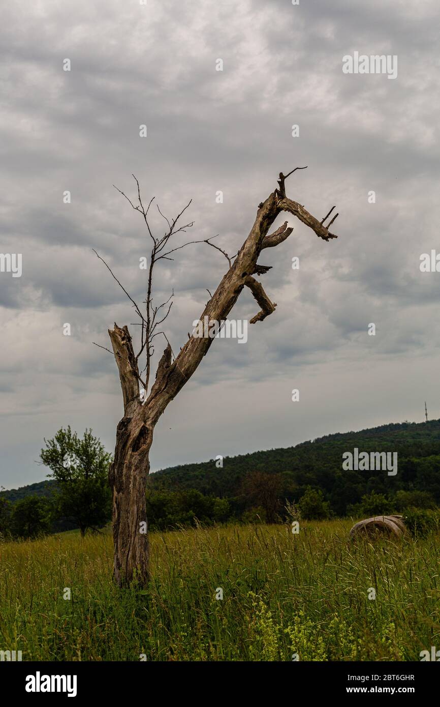 Withered tree hi-res stock photography and images - Alamy