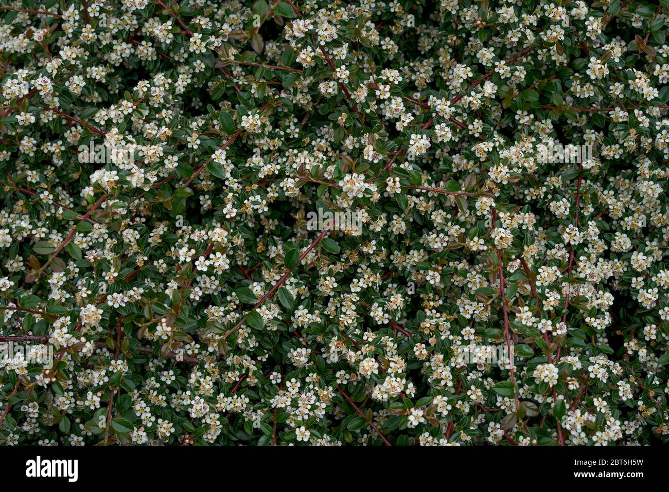 Cotoneaster dammeri hi-res stock photography and images - Alamy
