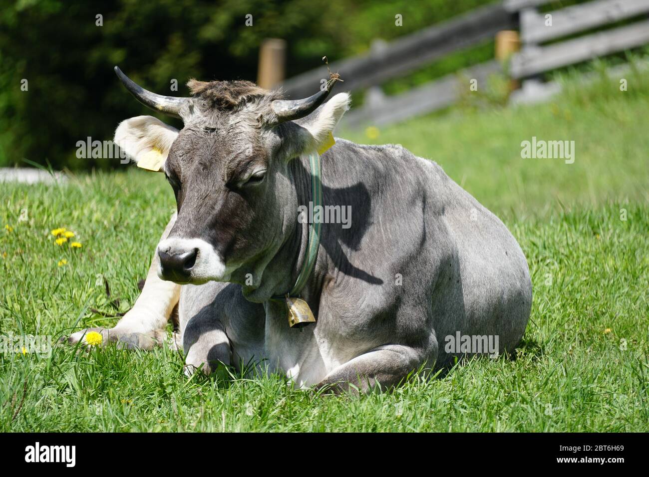 Cow lying down hi-res stock photography and images - Alamy