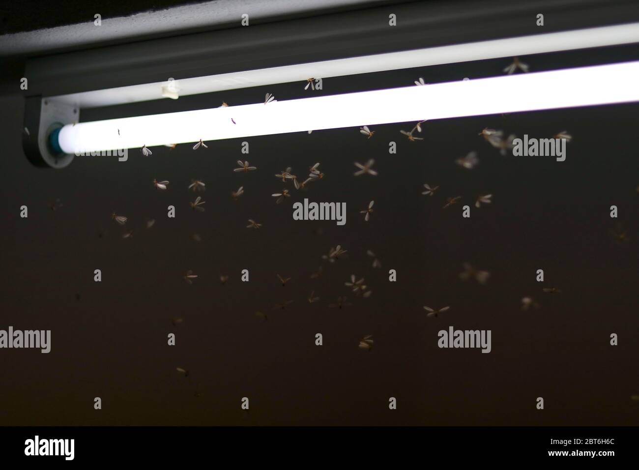 Fluorescent insects hi-res stock photography and images - Alamy