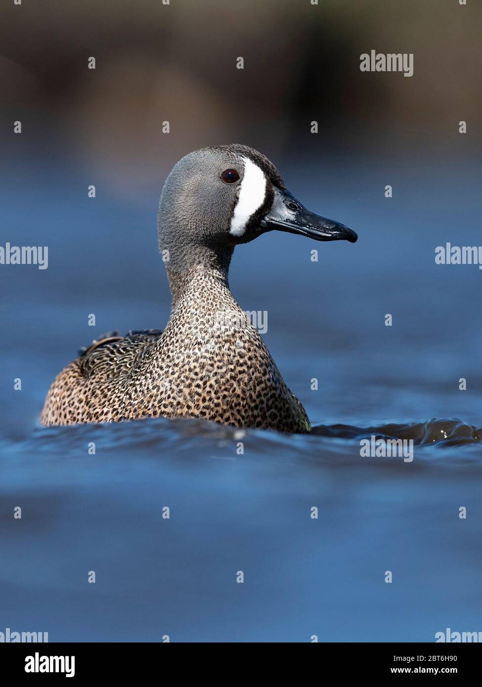 A drake Blue Wing Teal on a wetland in the spring in Minnesota Stock ...