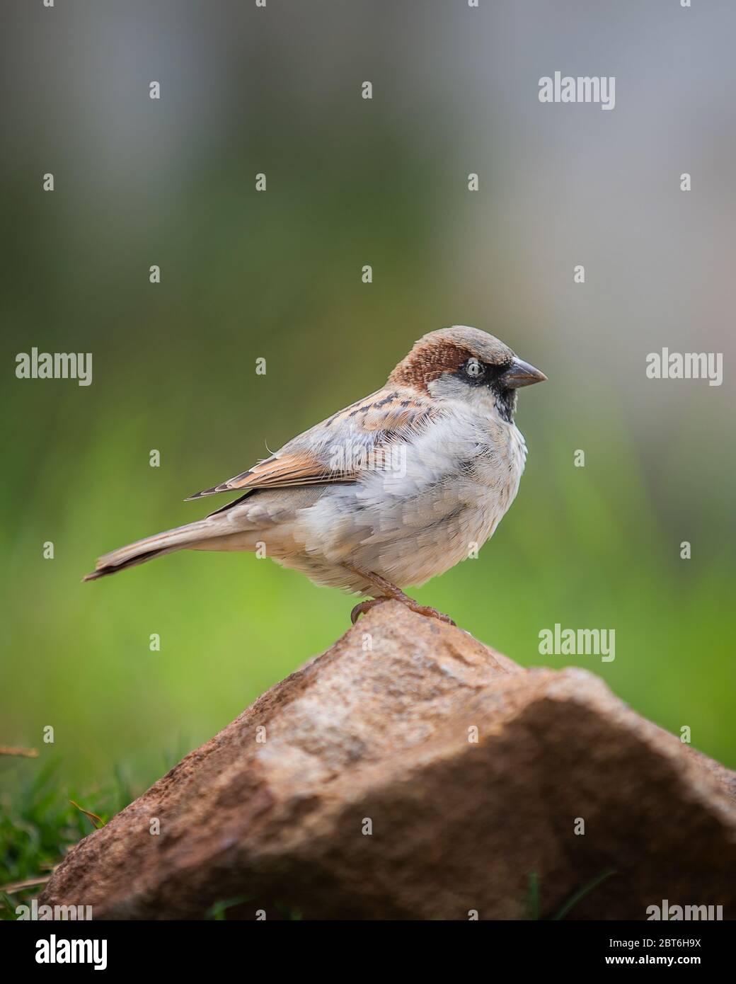 Male house sparrow india hi-res stock photography and images - Alamy