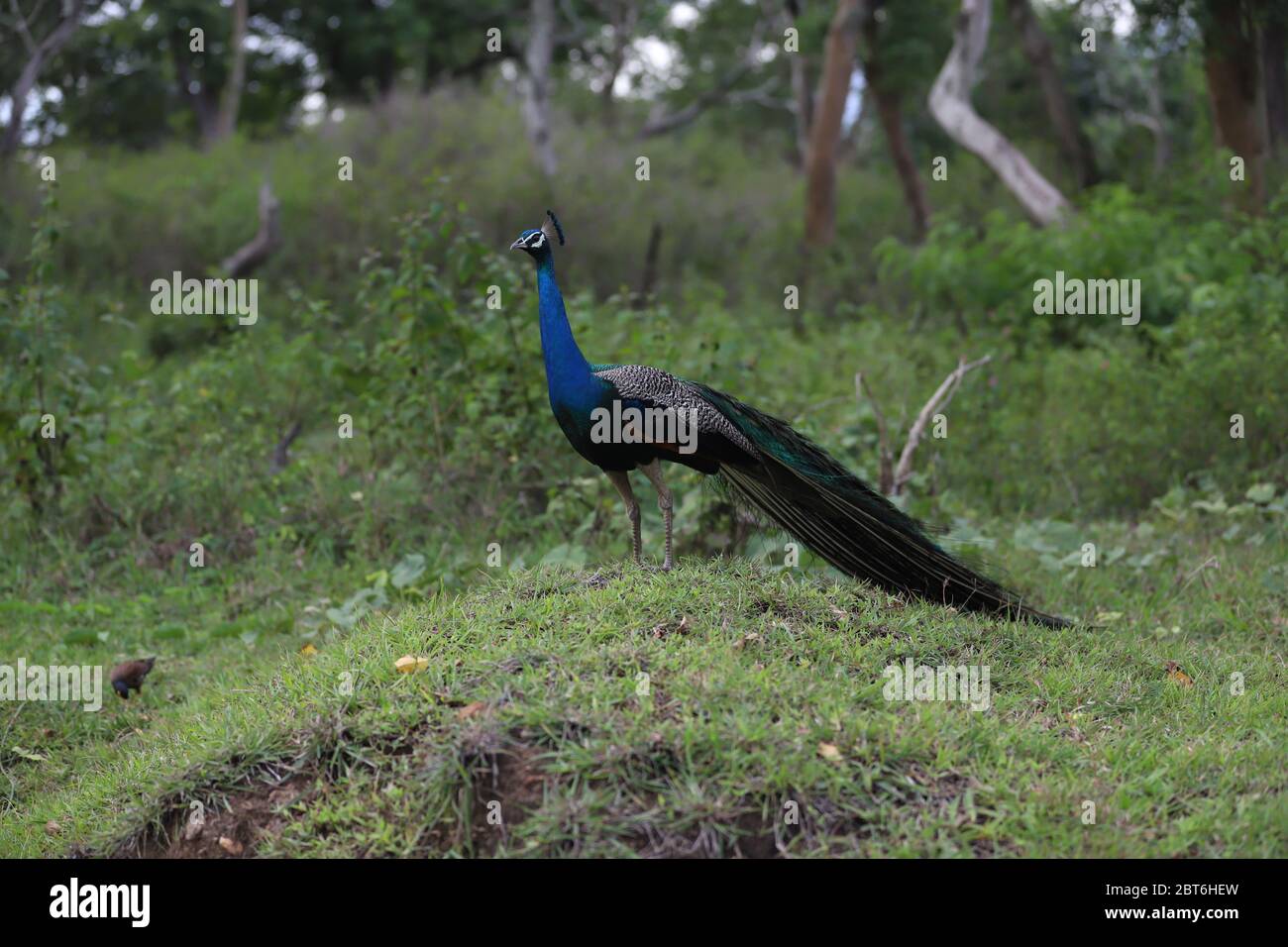 peacock side view on nature green background Stock Photo - Alamy