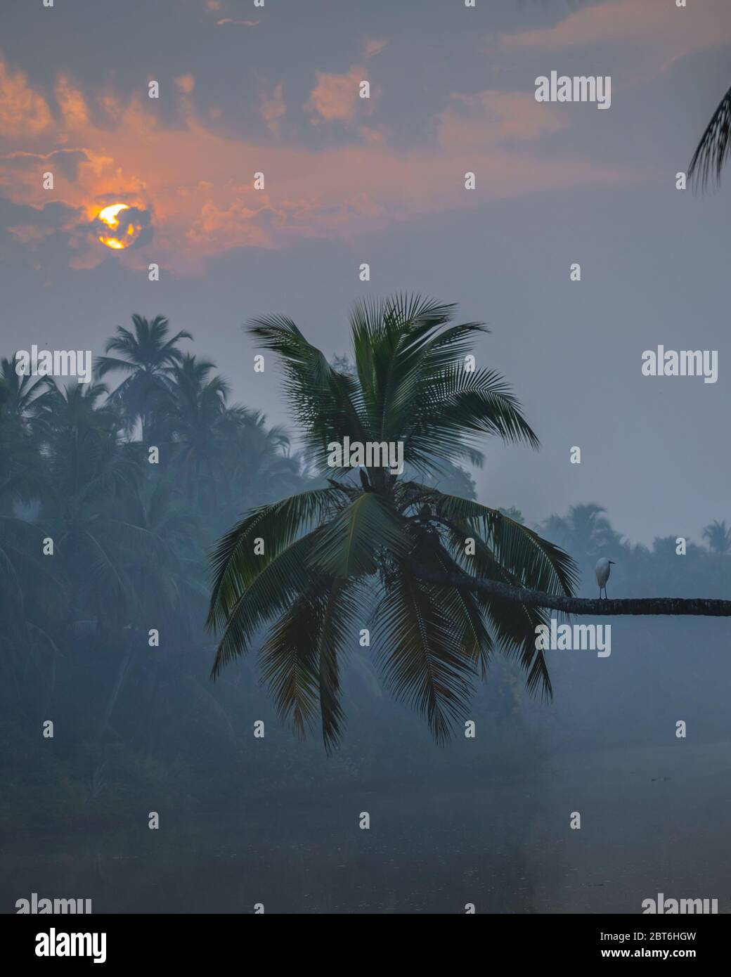 Bent coconut tree hi-res stock photography and images - Alamy