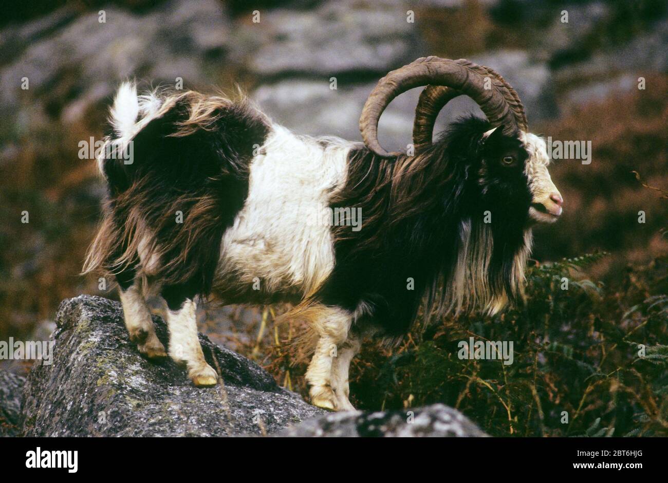 Belted Galloway Feral Goat, Galloway Forest Park, Talnotry Stock Photo ... Belted Galloway Feral Goat, Galloway Forest Park, Talnotry Stock Photo ...