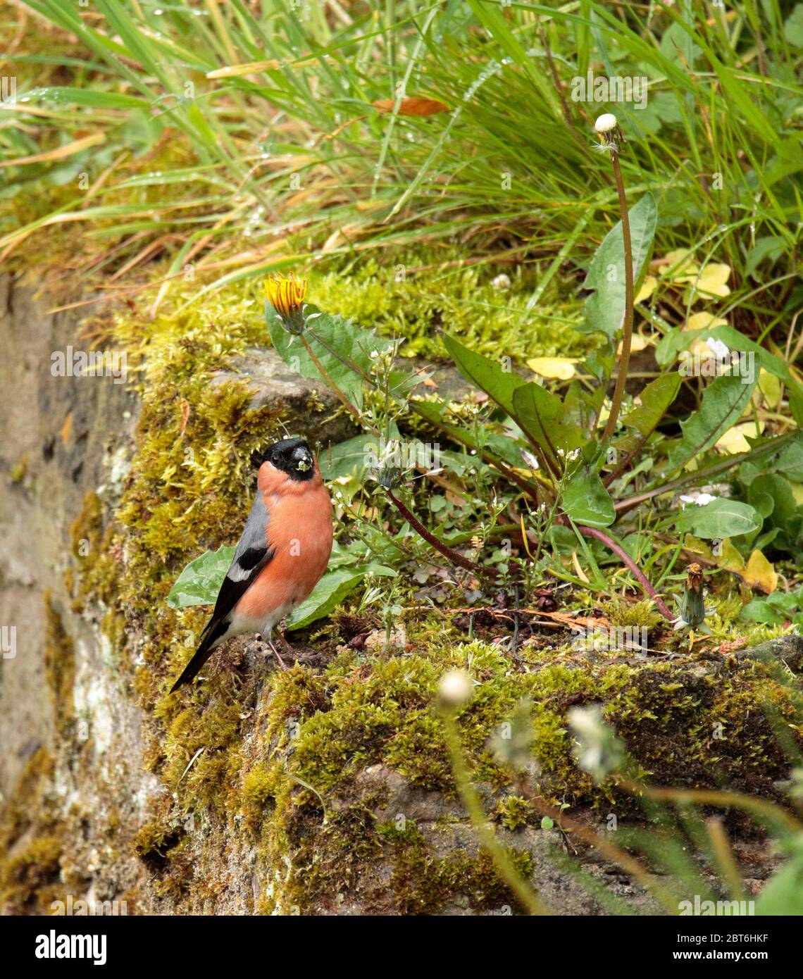 Flying bullfinch uk hi-res stock photography and images - Alamy