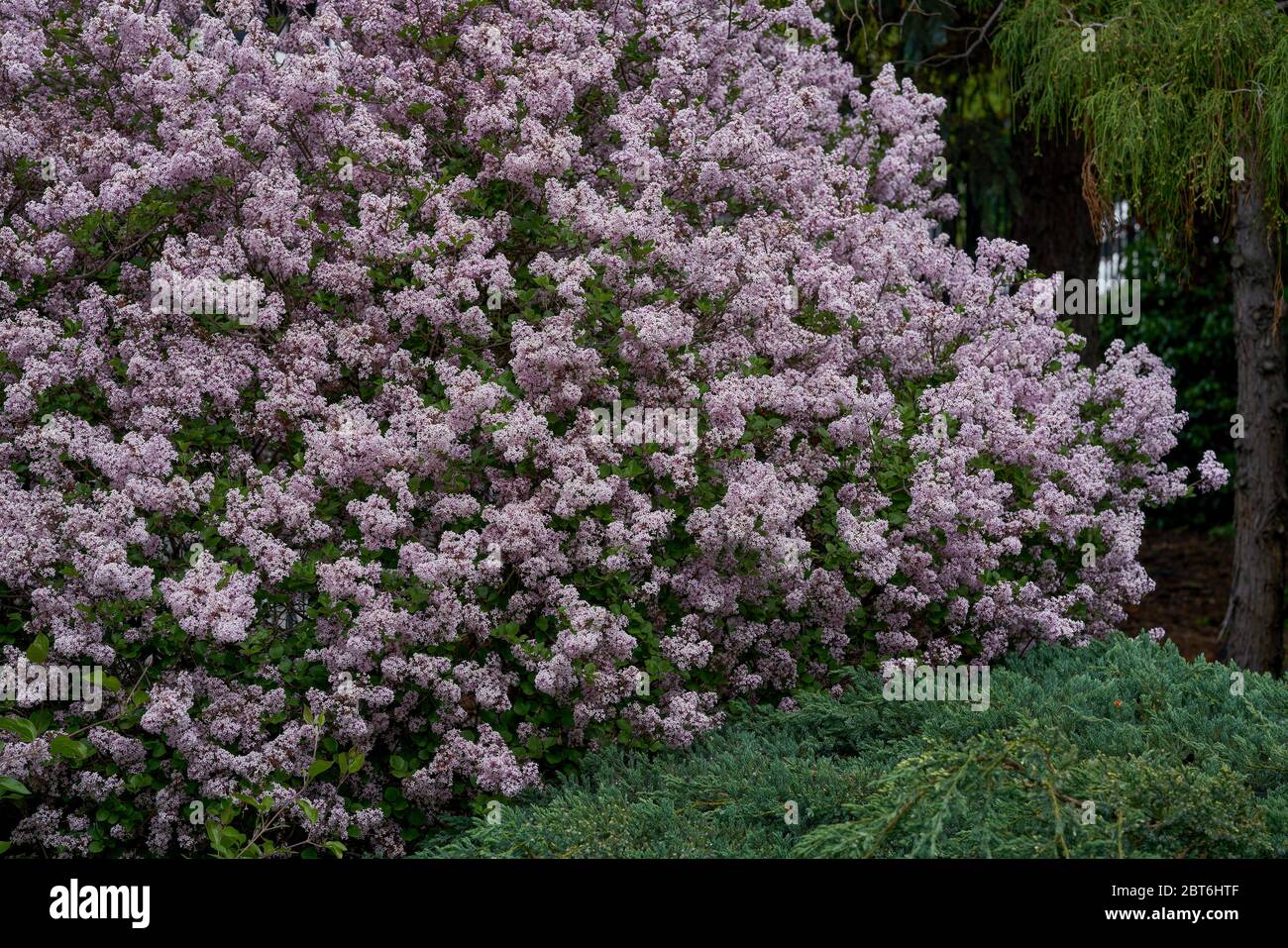 Lilac Syringa pubescens subsp. microphylla Syringa microphylla lush ...