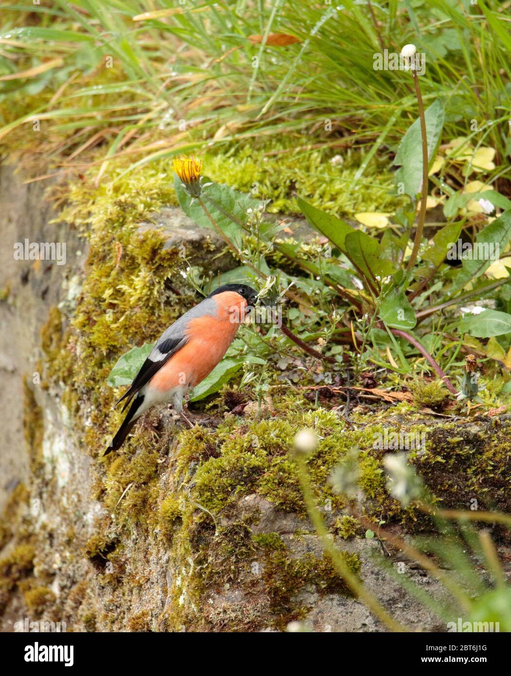 Flying bullfinch uk hi-res stock photography and images - Alamy