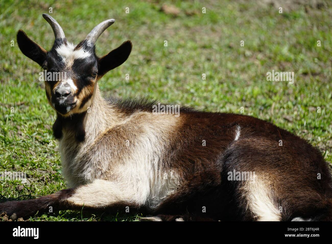 Single European breed domestic goat lying down on the green pasture ...