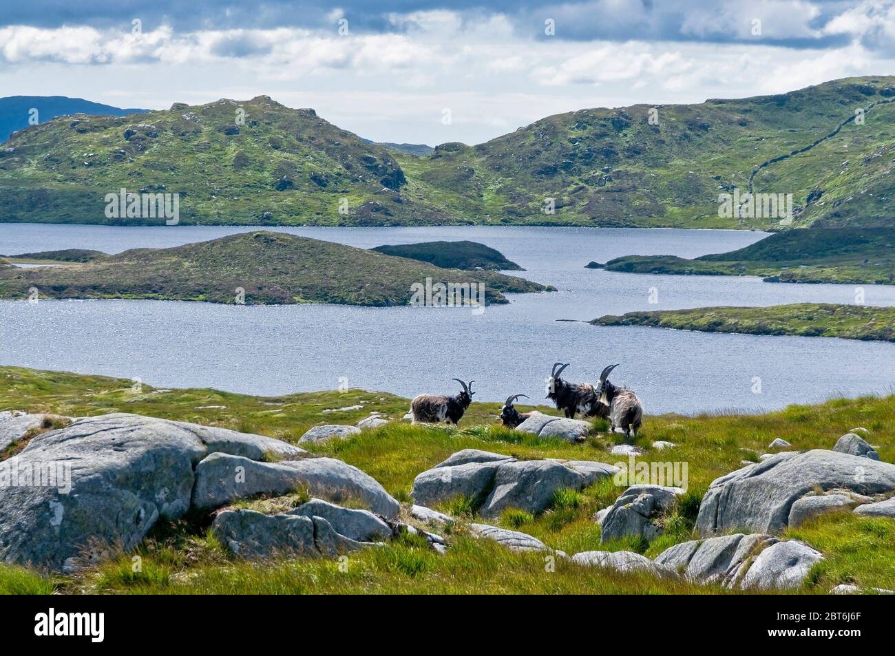 Feral Goats, Loch Enoch, Galloway Forest Park Stock Photo - Alamy