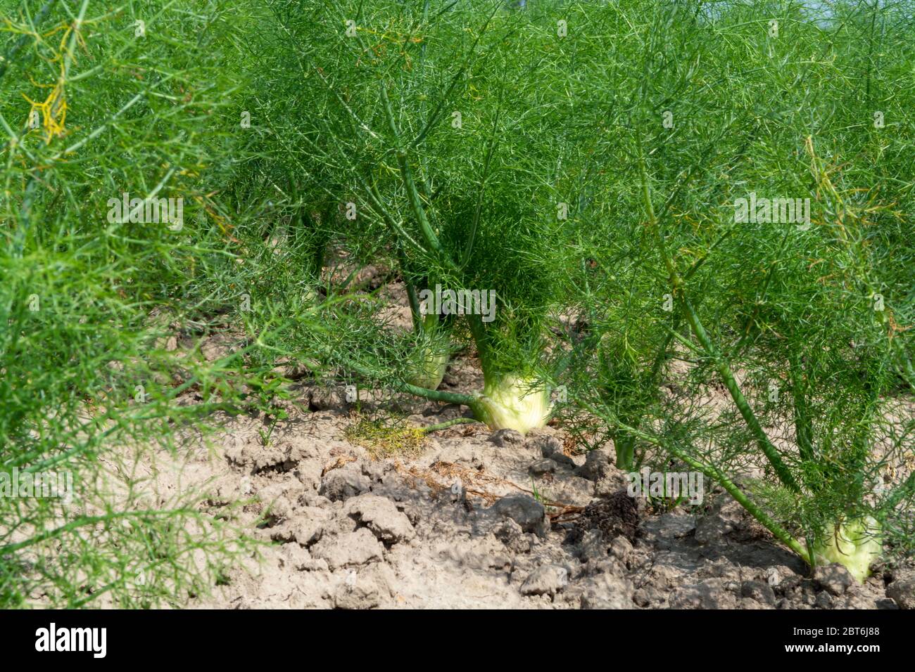 Farm field with growing green annual Florence fennel bulbing plants ...