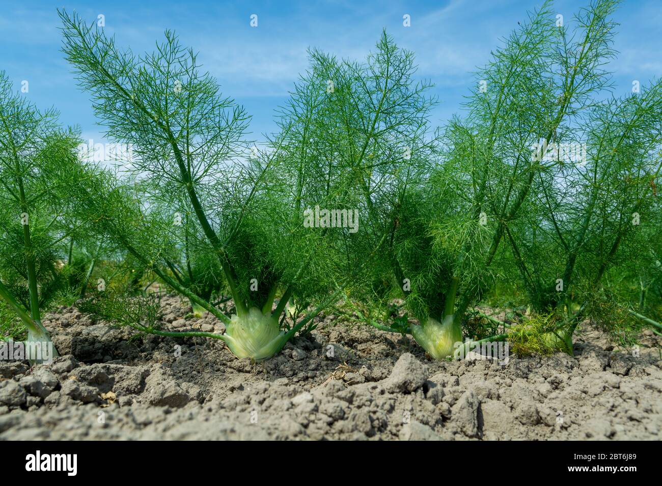 Farm field with growing green annual Florence fennel bulbing plants ...