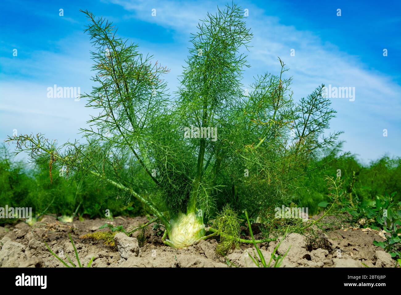 Farm field with growing green annual Florence fennel bulbing plants ...