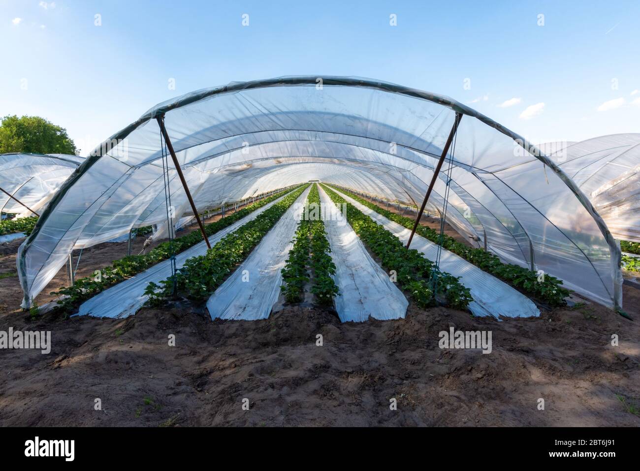 Cultivation of strawberry fruits using the plasticulture method, plants ...