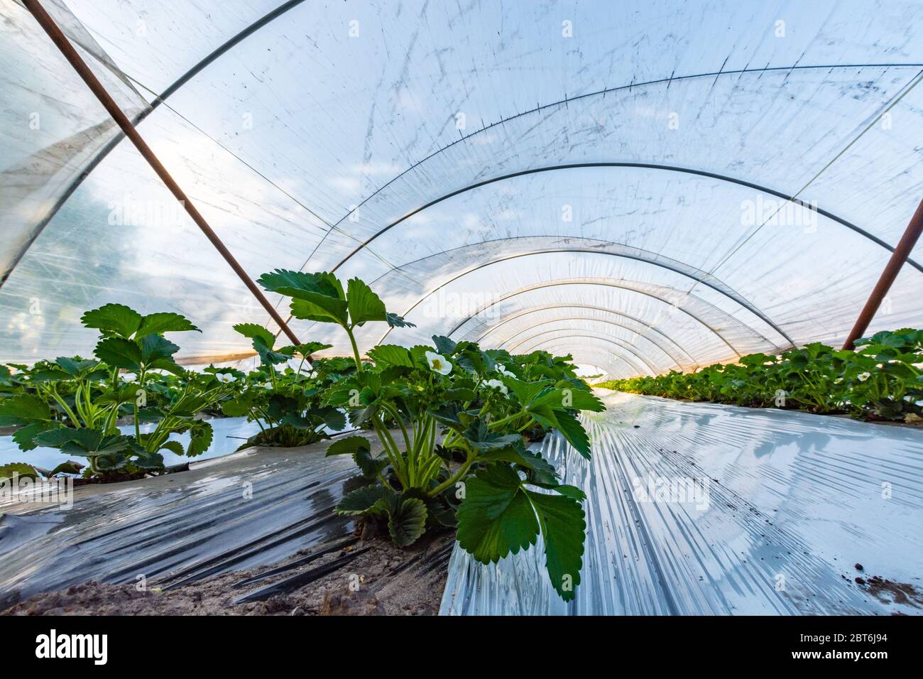 Cultivation of strawberry fruits using the plasticulture method, plants ...