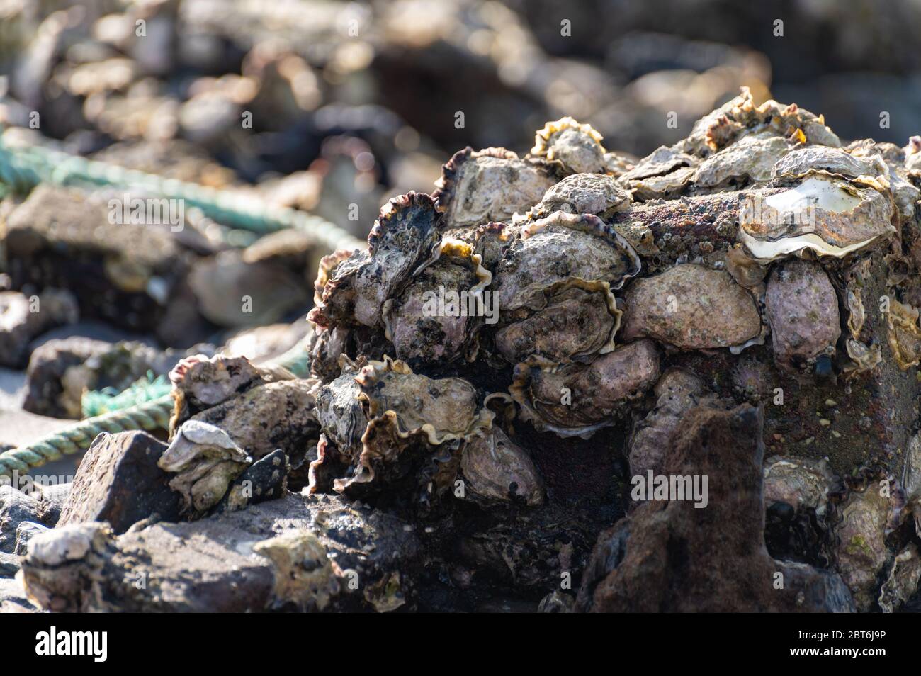 Seasonal harvesting of wild oysters shellfish on sea shore during low ...
