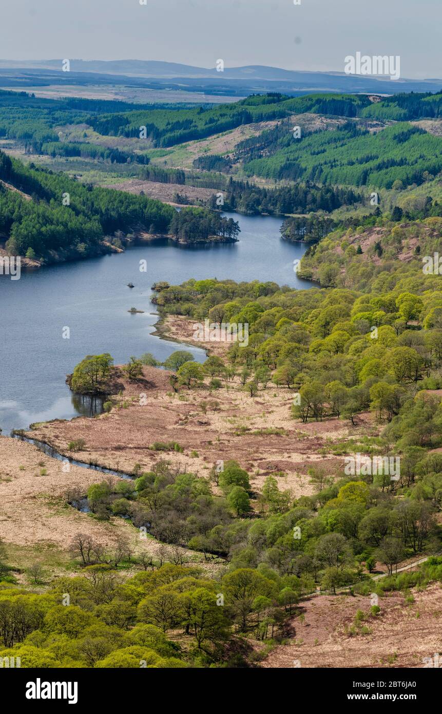 Scottish native forest hi-res stock photography and images - Alamy