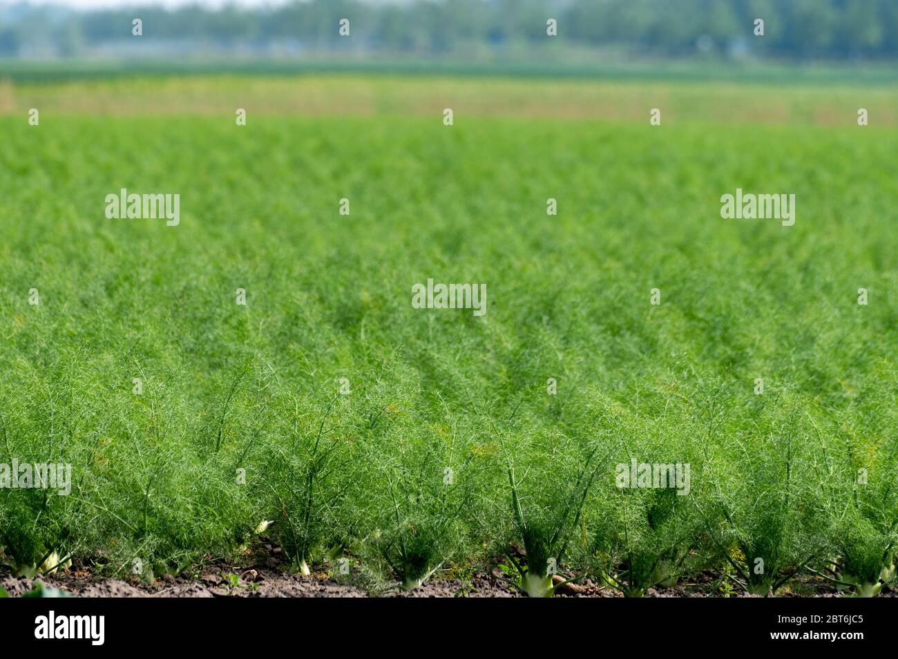 Farm field with growing green annual Florence fennel bulbing plants ...