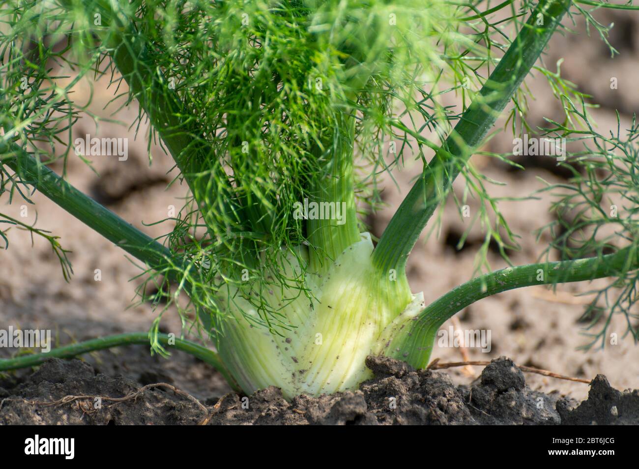 Farm field with growing green annual Florence fennel bulbing plants ...