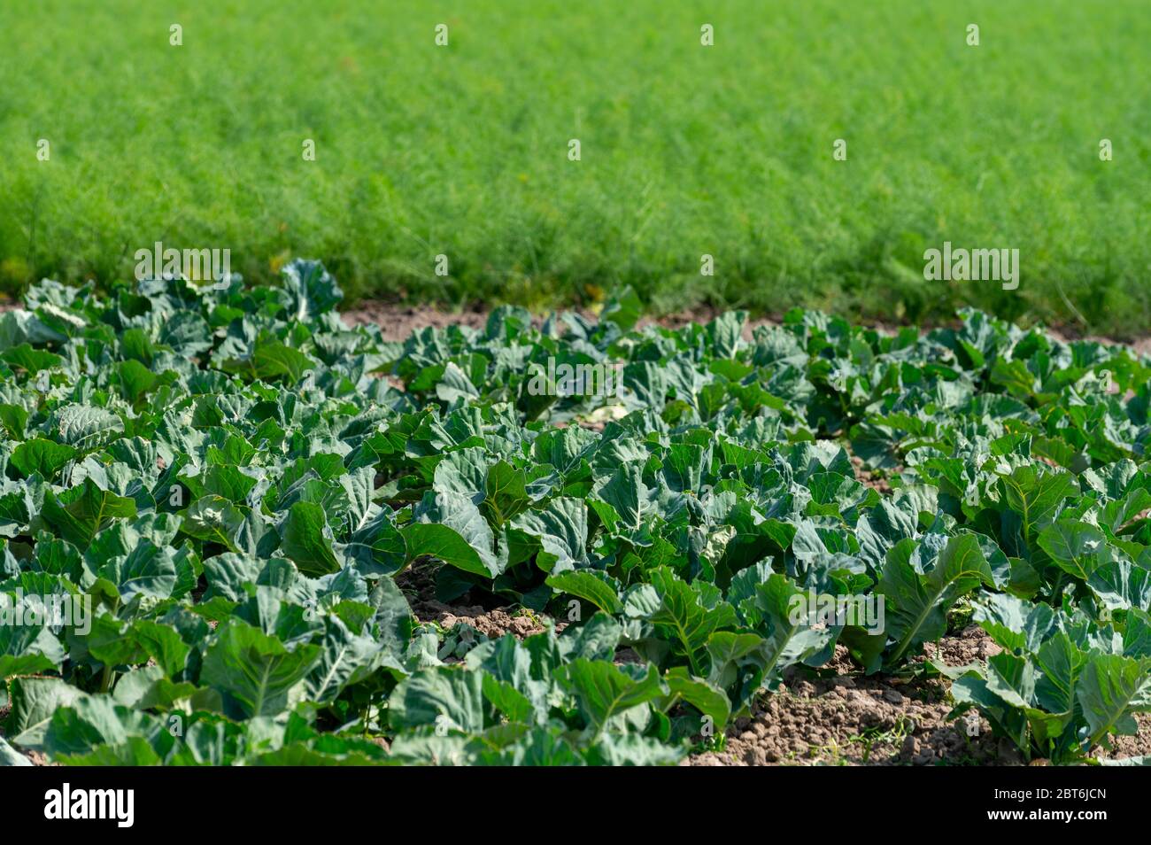 Farm field with growing green broccoli cabbage and florence fennel ...