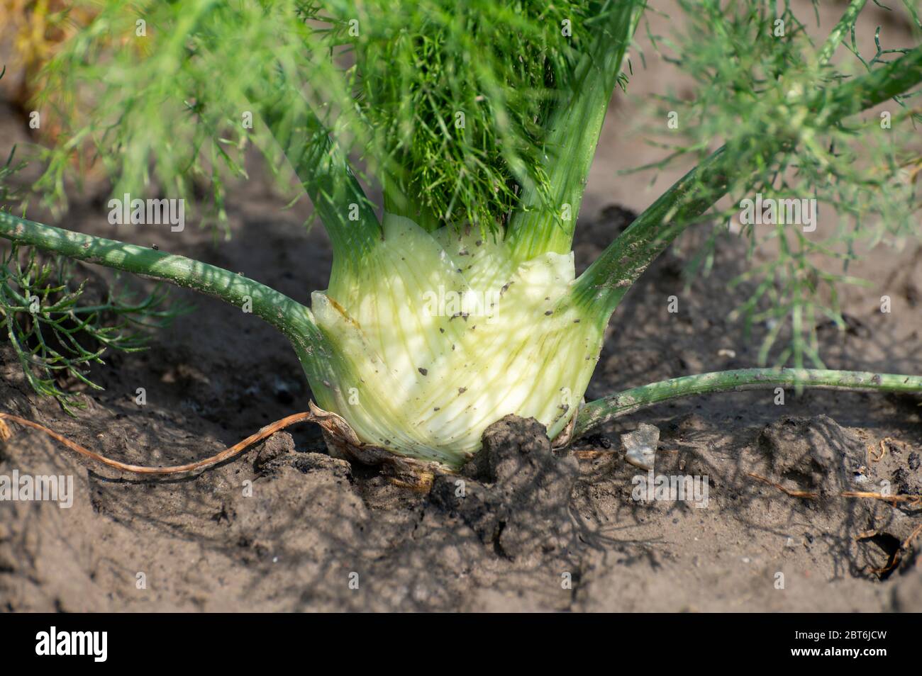 Farm field with growing green annual Florence fennel bulbing plants ...