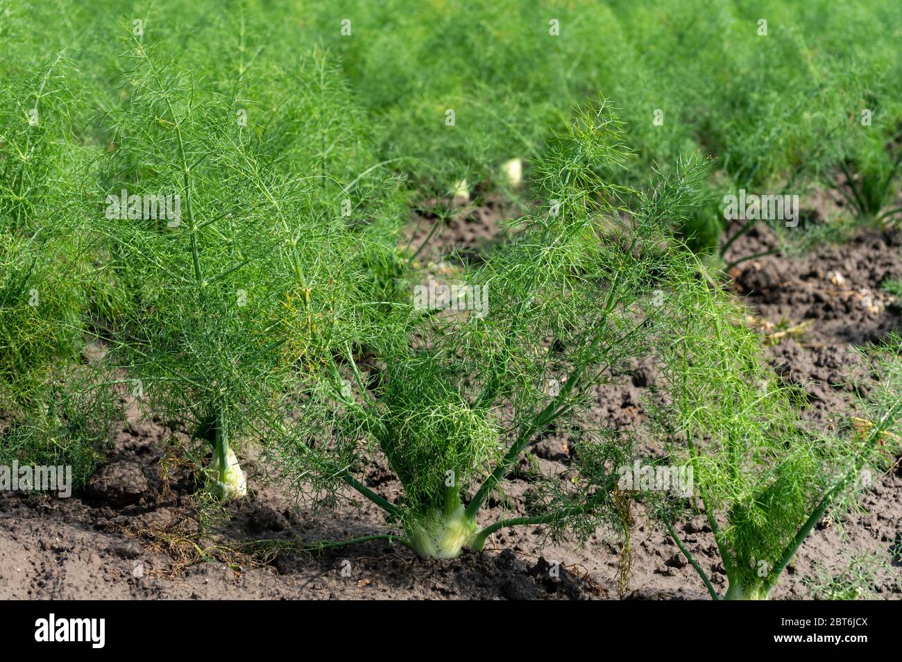 Farm field with growing green annual Florence fennel bulbing plants ...