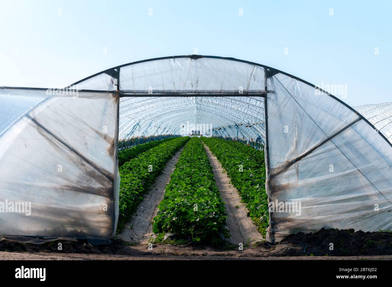 Cultivation of strawberry fruits using the plasticulture method, plants ...