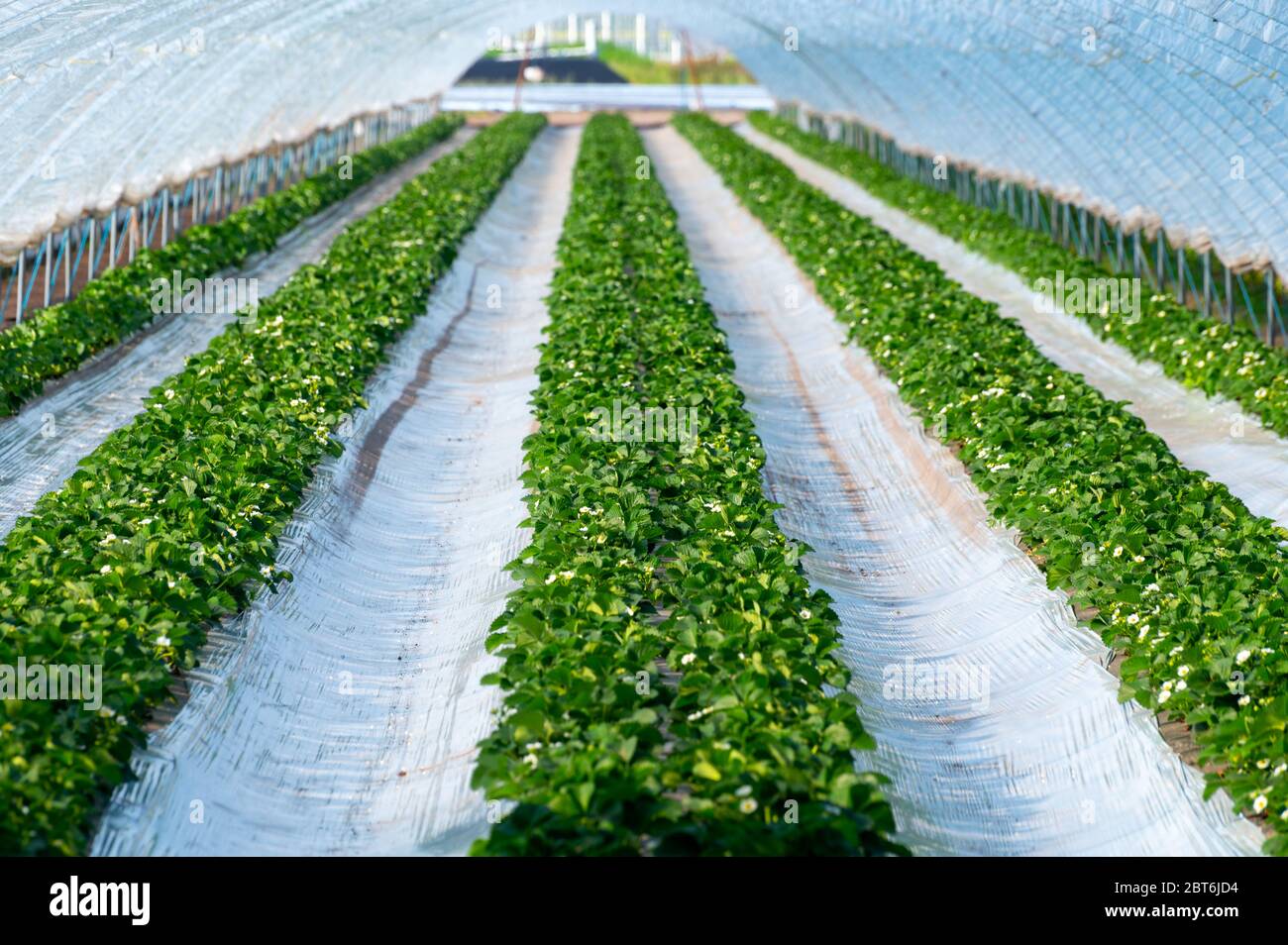 Cultivation of strawberry fruits using the plasticulture method, plants ...