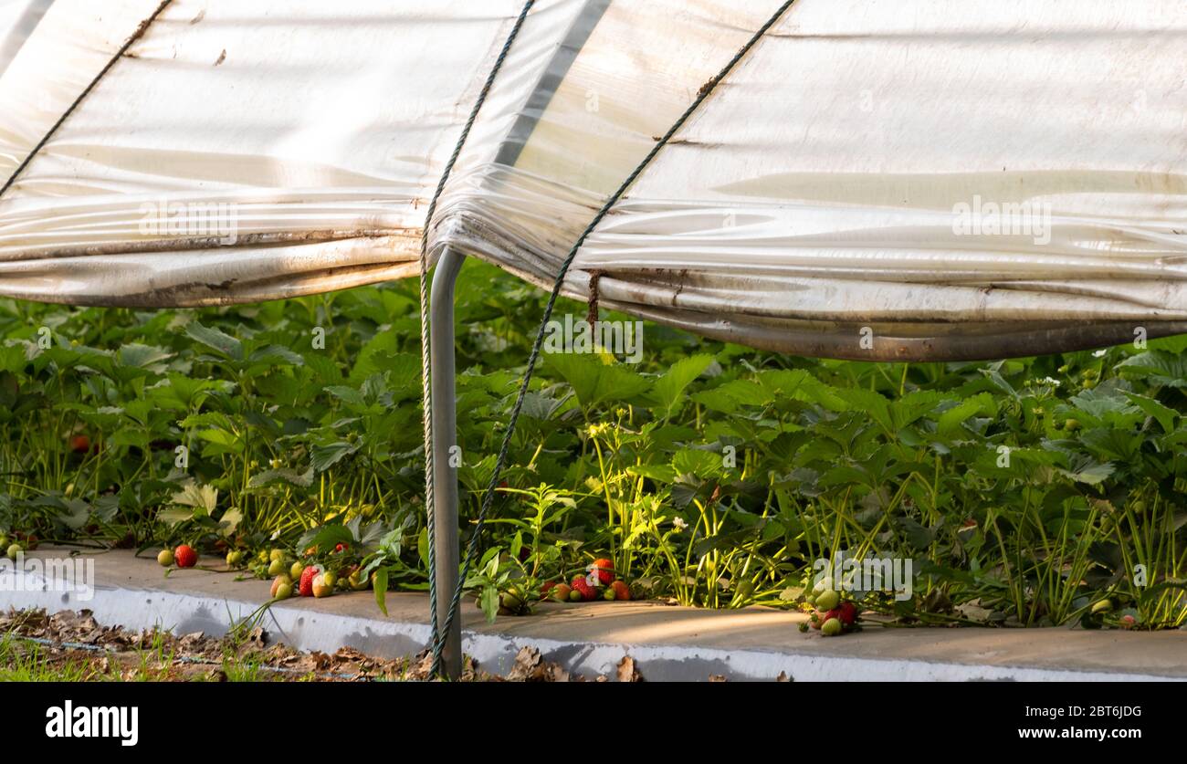 Cultivation of strawberry fruits using the plasticulture method, plants ...