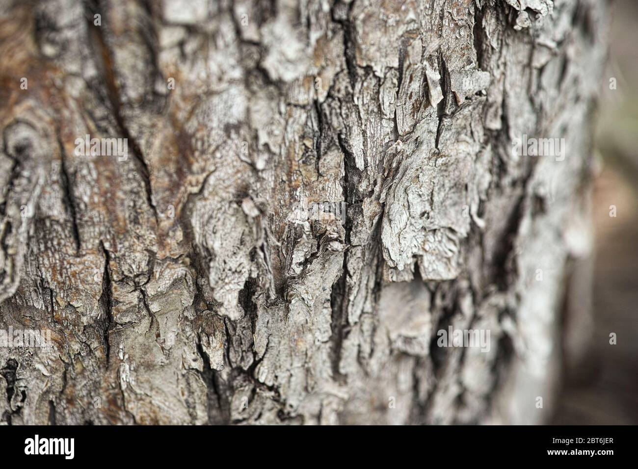 Bark pine tree trunk texture hi-res stock photography and images - Alamy