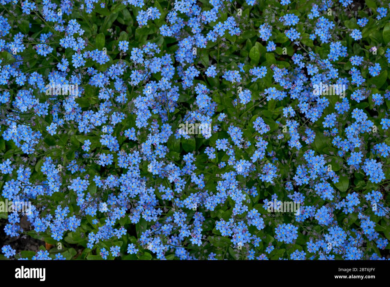 Myosotis sylvatica, the wood forget-me-not woodland forget-me-not ...