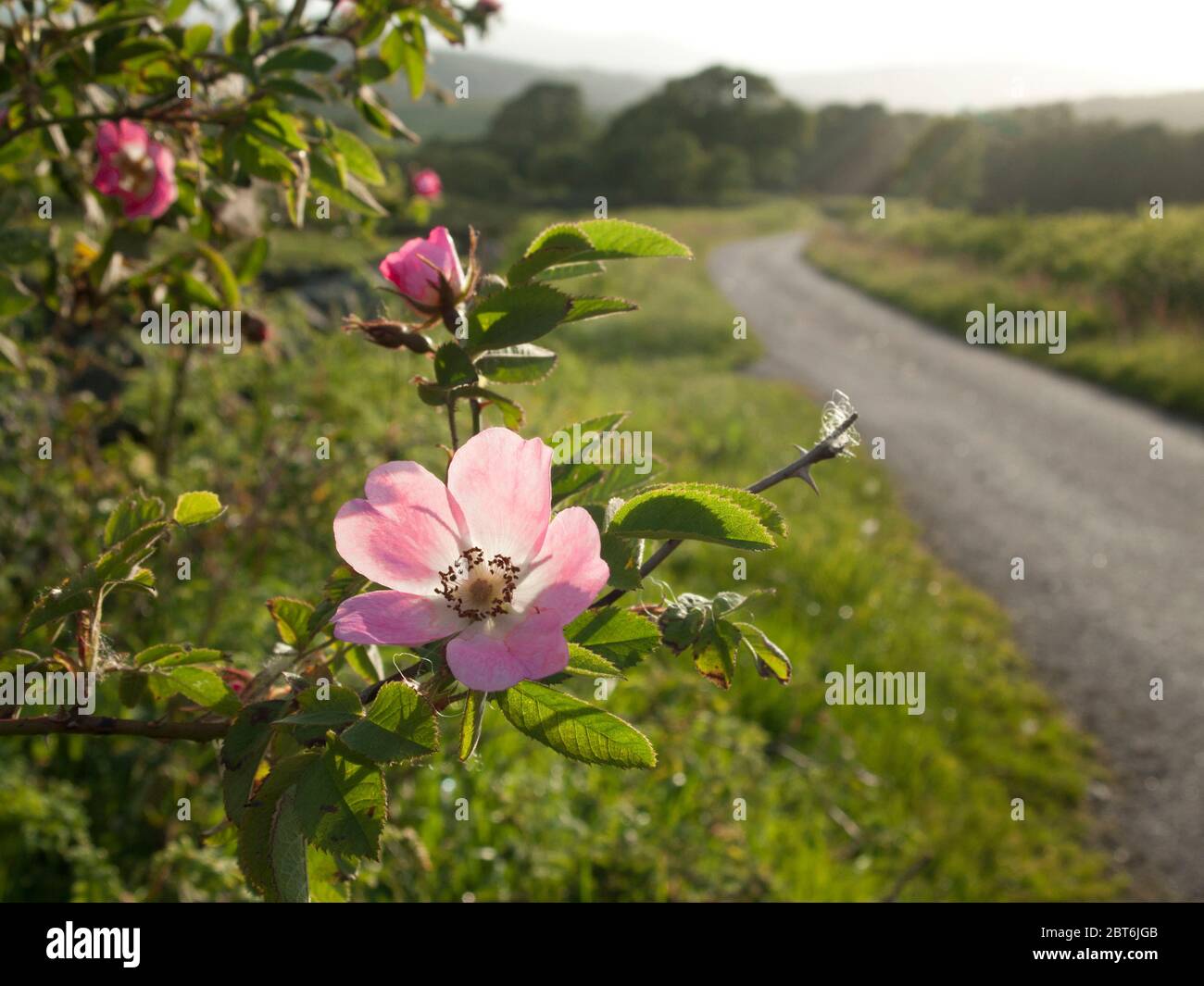 Roses by the road hi-res stock photography and images - Alamy