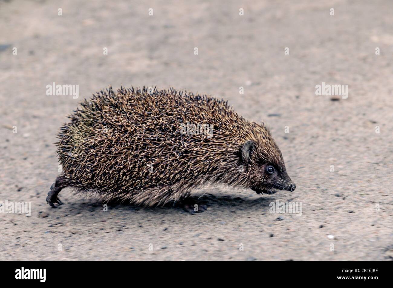 hedgehog running on asphalt. animal hedgehog on the pavement Stock ...